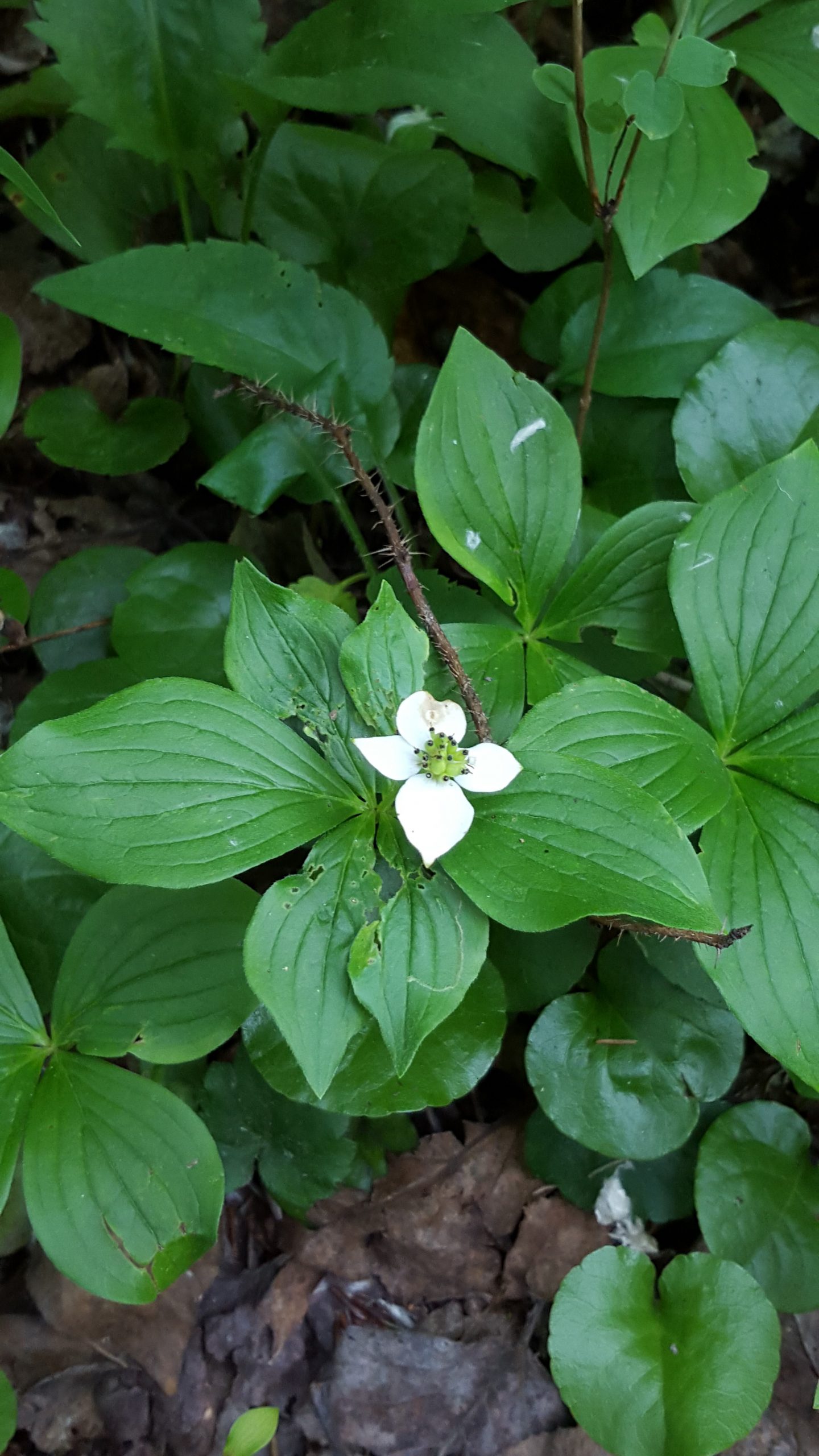 Bunchberry (Cornus canadensis) Alberta Native - Medieval Manor Gardens