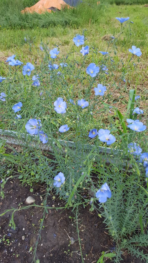 Wild Blue Flax (Linum lewisii) Alberta Native - Medieval Manor Gardens