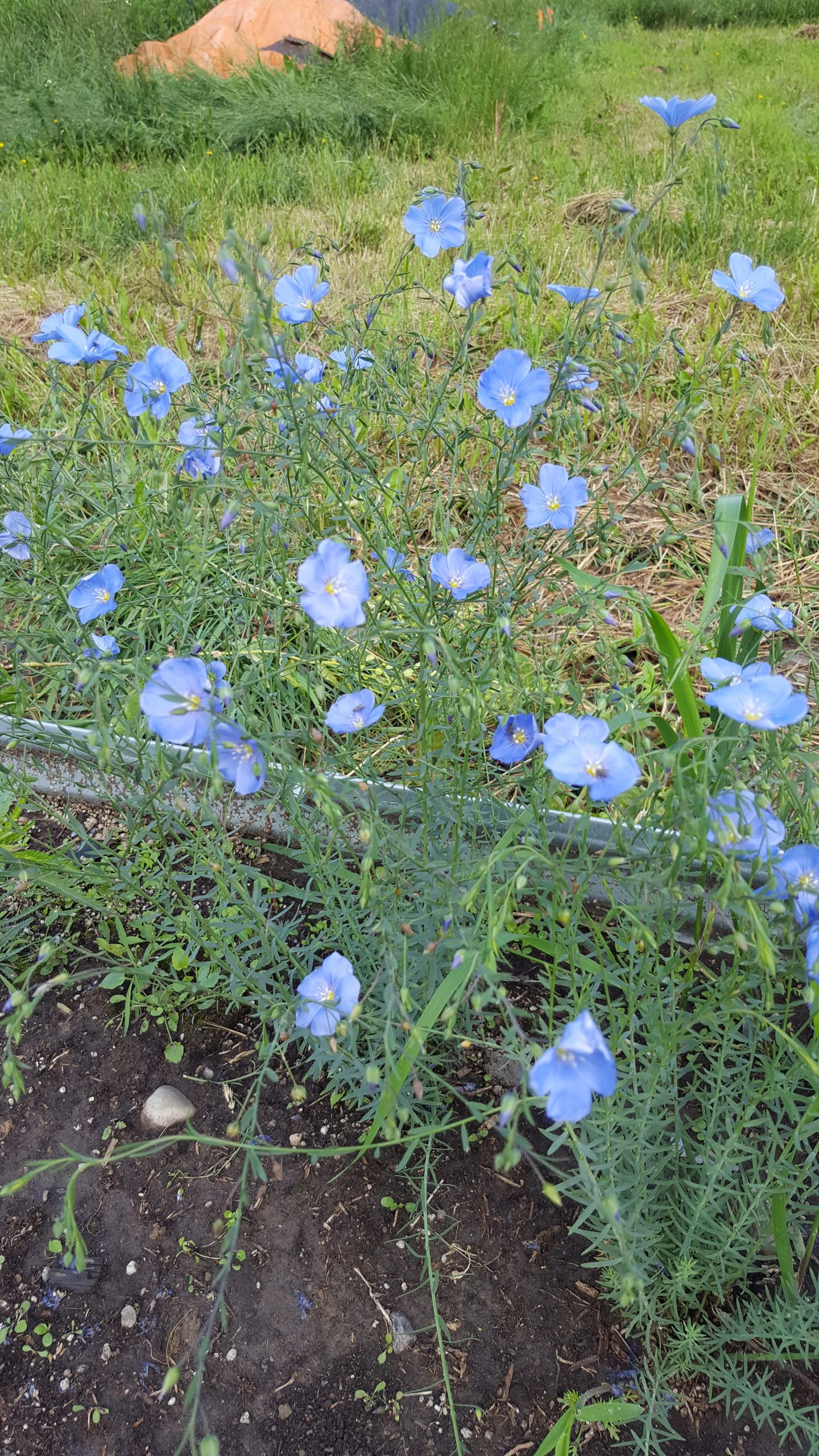 Wild Blue Flax (Linum lewisii) Alberta Native - Medieval Manor Gardens