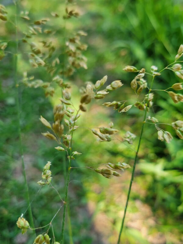 Sweet Grass (Hierochloe odorata) Alberta Native - Medieval Manor Gardens