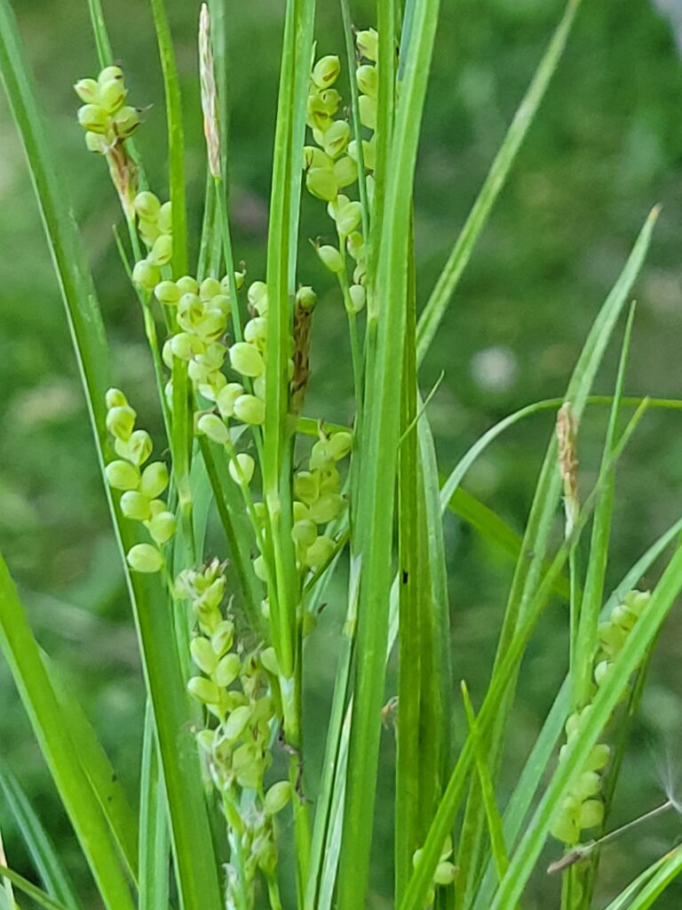 Golden Sedge (Carex aurea) Alberta Native - Medieval Manor Gardens