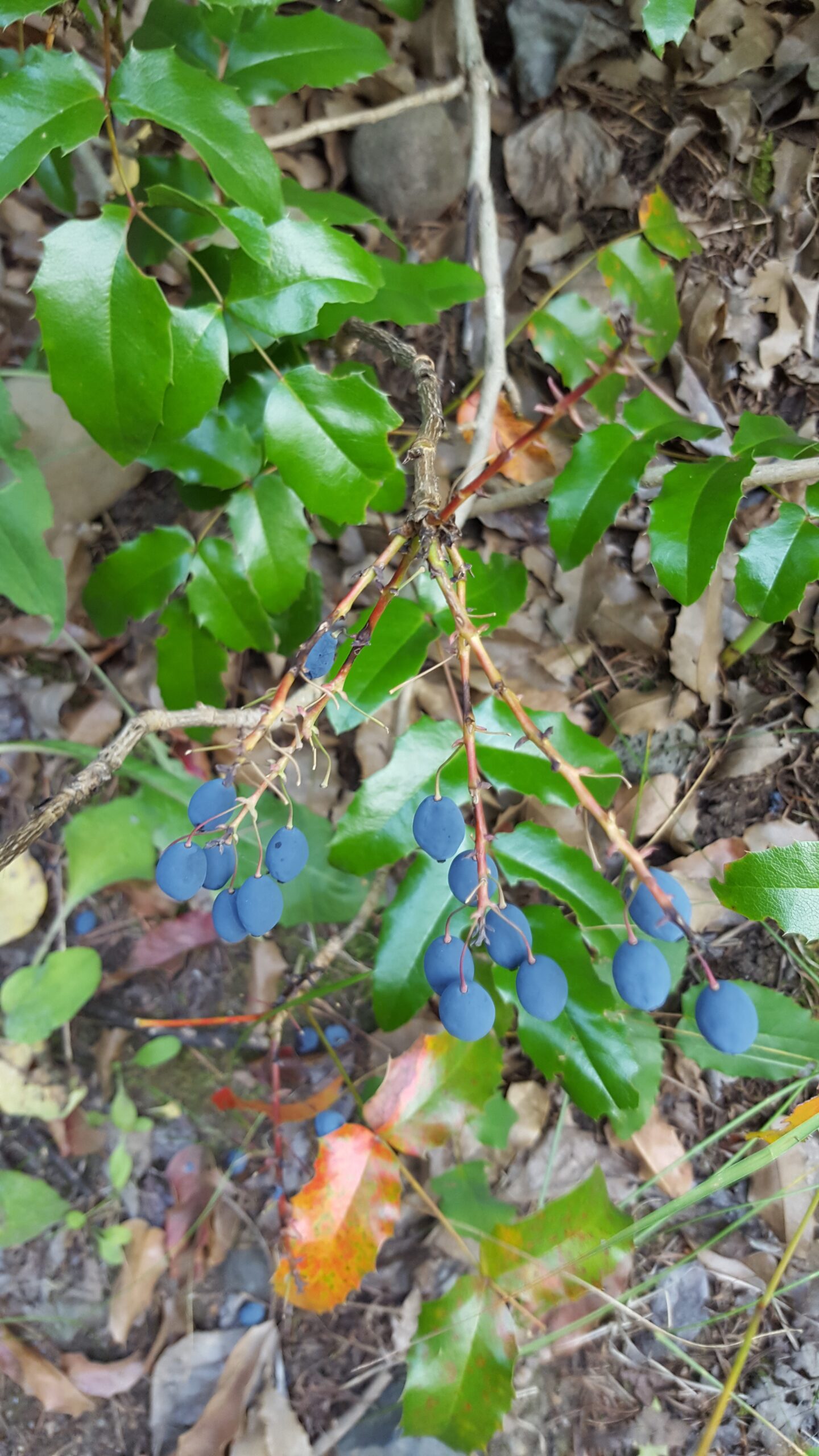 The Celtic Zodiac and Plants – Oak and Holly - Medieval Manor Gardens