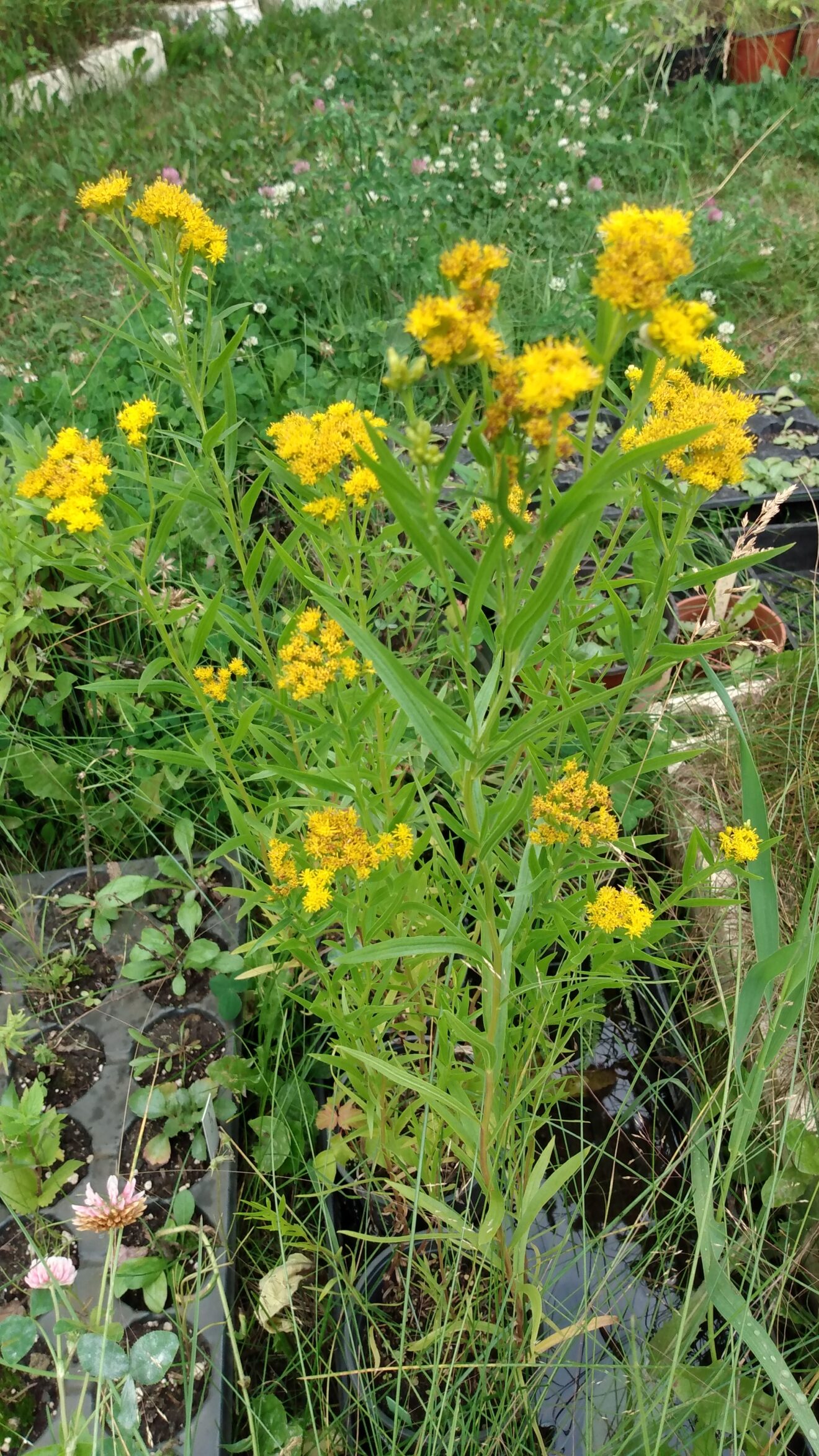 Grass Leaved Goldenrod (Euthamia graminifolia) Alberta Native ...