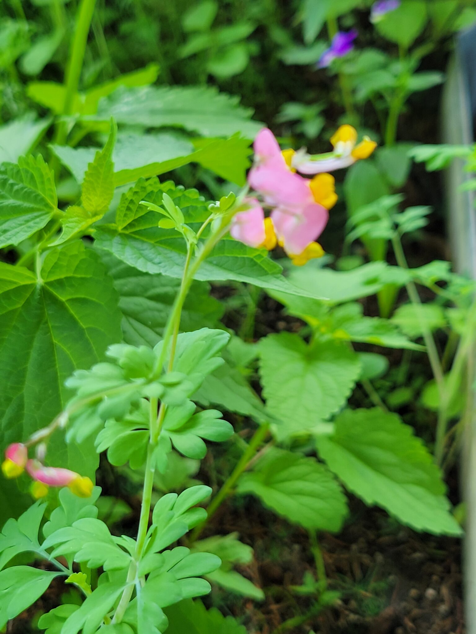 Corydalis, Pink/Rock Harlequin (Capnoides sempervirens) Alberta Native ...