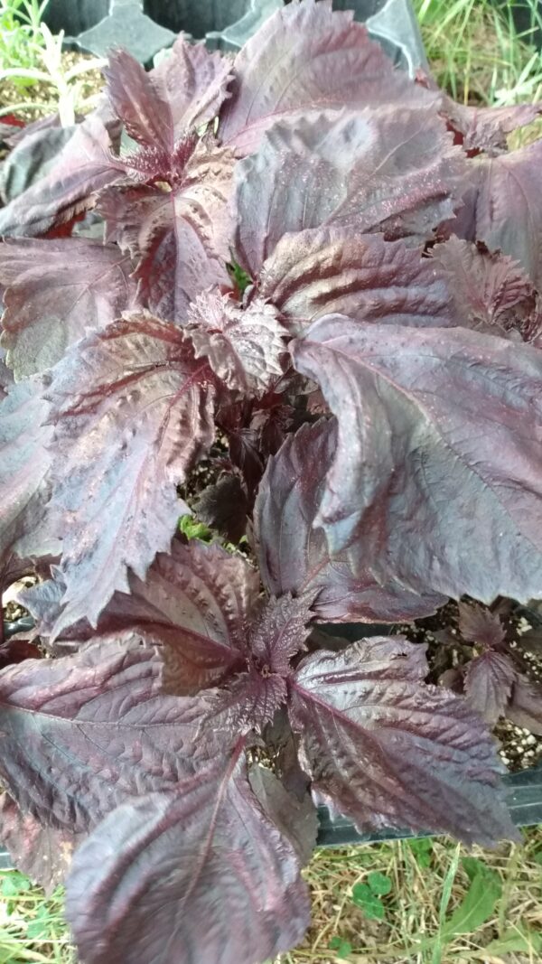 Shiso, Purple (Perilla frutescens) Non Native - Medieval Manor Gardens