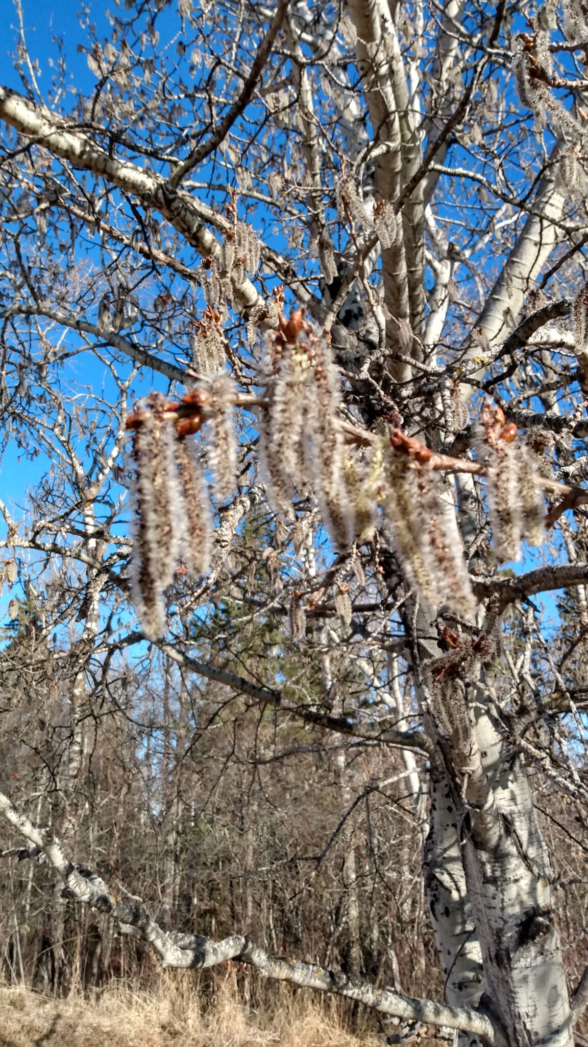 Aspen, Trembling (Populus tremuloides) Alberta Native - Medieval Manor ...
