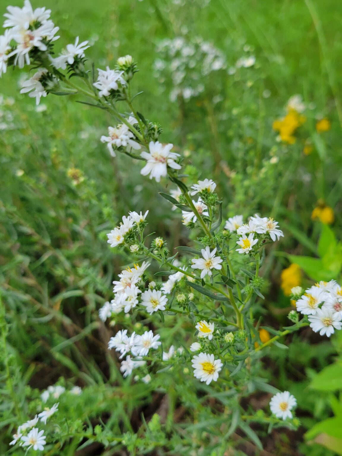 White Prairie Aster (Symphyotrichum falcatum) Alberta Native - Medieval ...