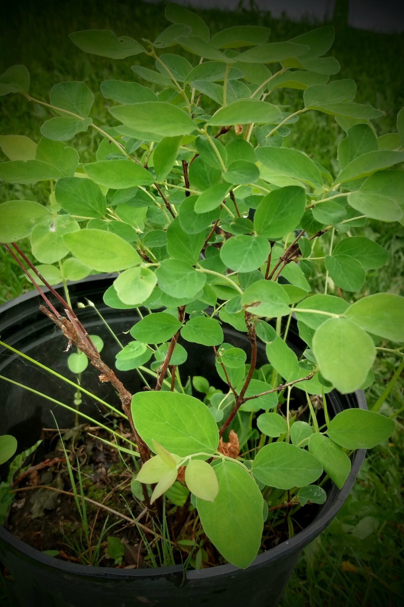 Snowberry, Common (Symphoricarpos albus) Alberta Native - Medieval ...