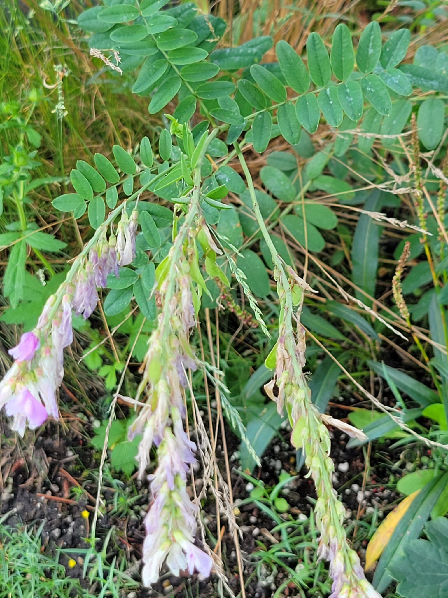 Alpine Sweetvetch (Hedysarum alpinum) Alberta Native - Medieval Manor ...