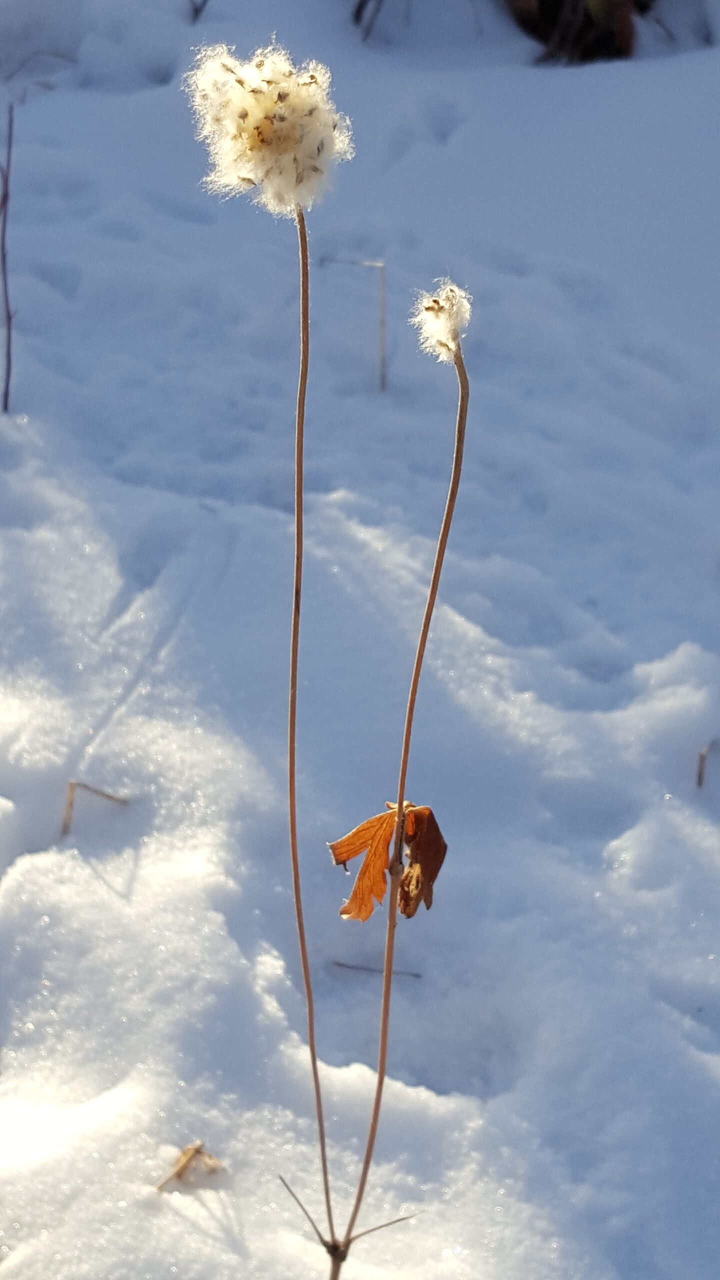 The Benefits Of Native Plants in Alberta - Medieval Manor Gardens