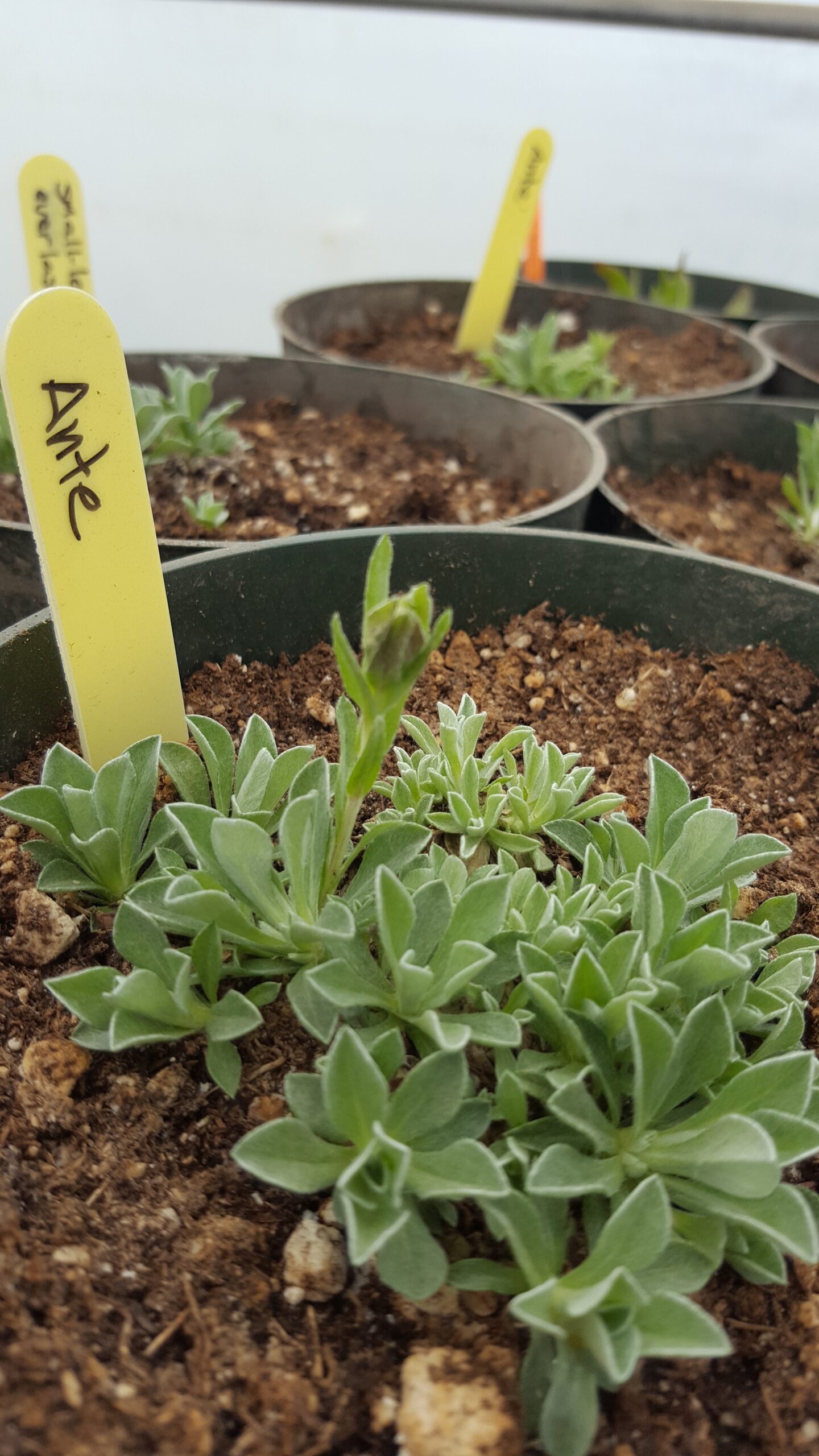 The Benefits Of Native Plants in Alberta - Medieval Manor Gardens