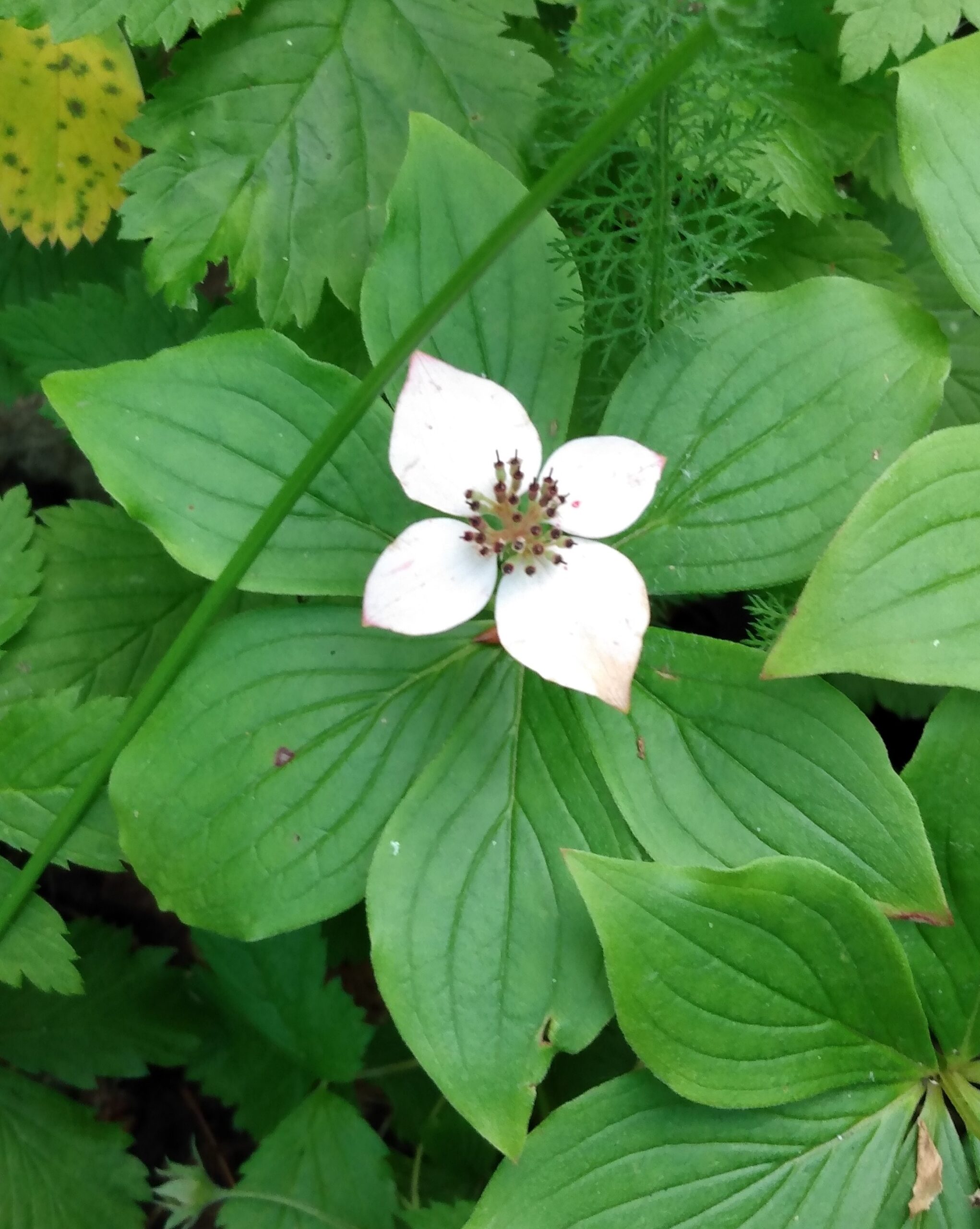 The Benefits Of Native Plants in Alberta - Medieval Manor Gardens