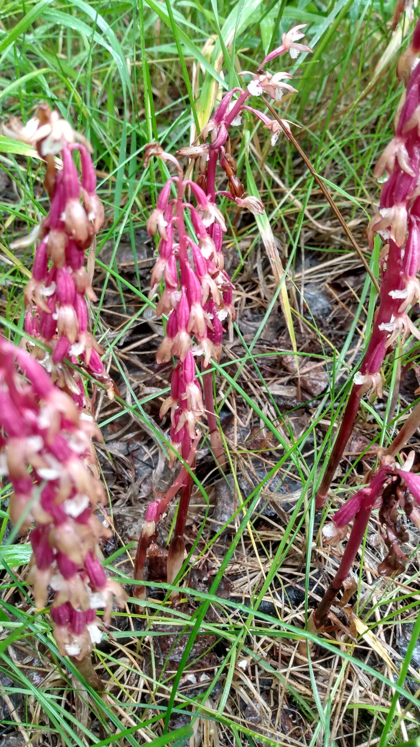 The Benefits Of Native Plants in Alberta - Medieval Manor Gardens