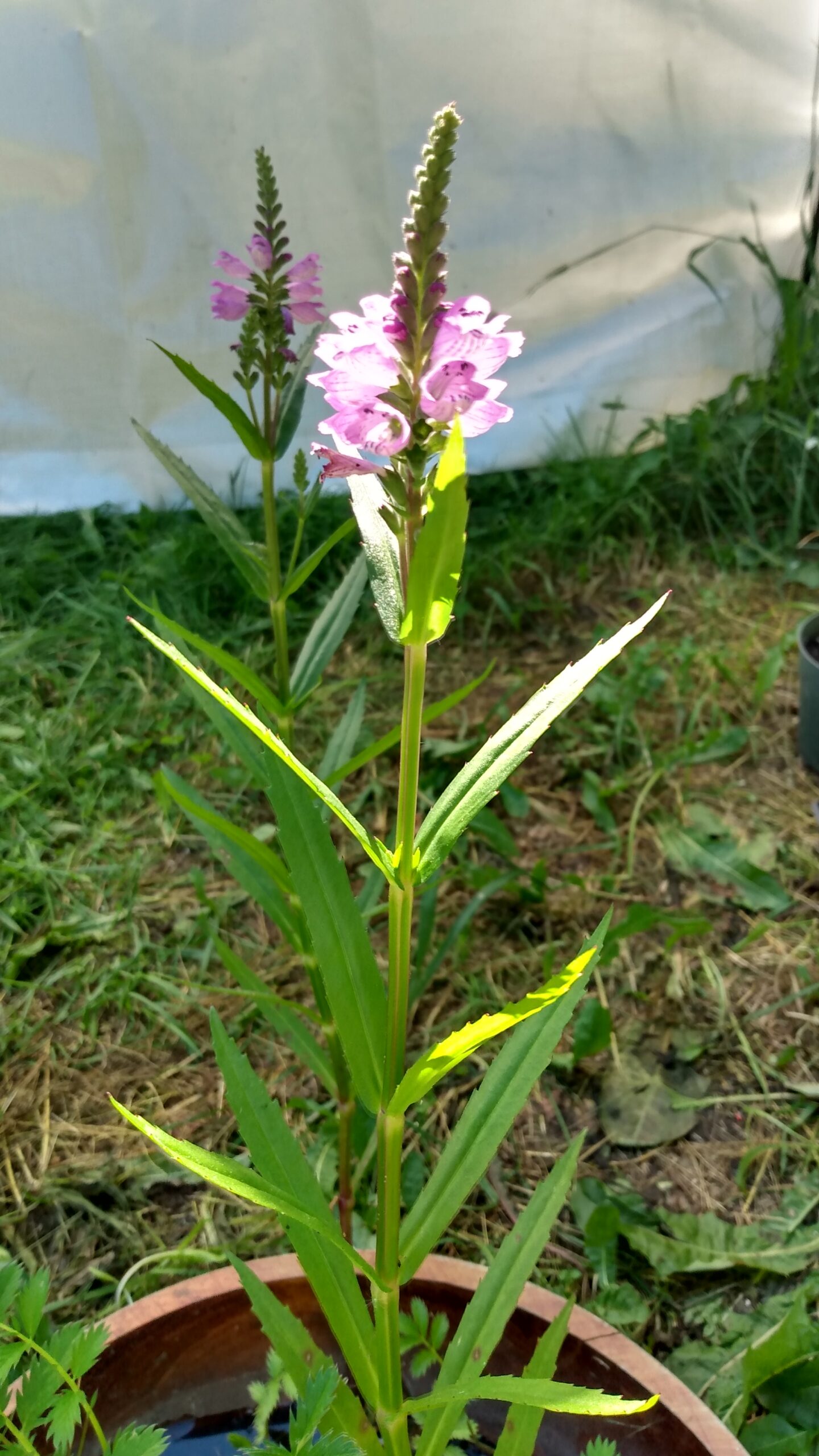 Obedient Plant (Physostegia virginiana) Alberta Native - Medieval Manor ...
