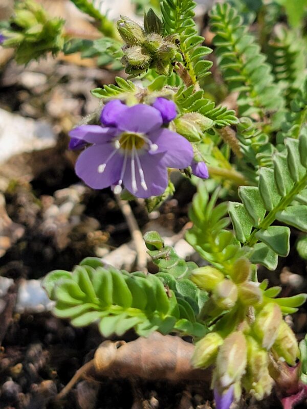 Greenhouse/Nursery Tour Alberta Open Farm Days - Medieval Manor Gardens