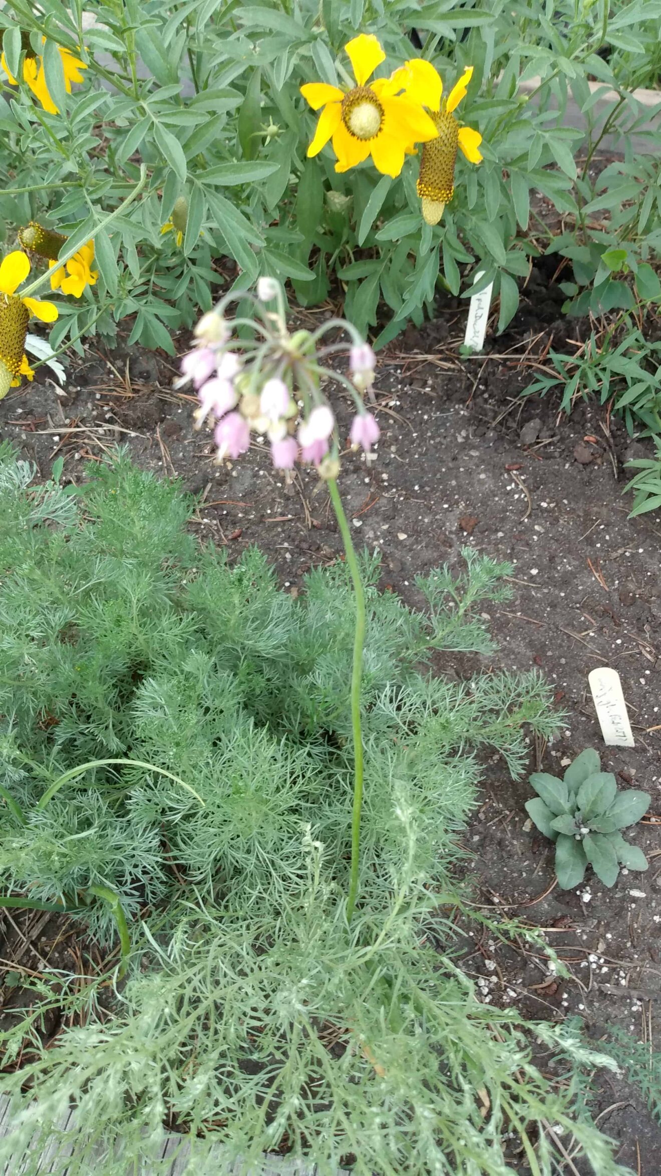 Onion, Nodding (Allium cernuum) Alberta Native - Medieval Manor Gardens