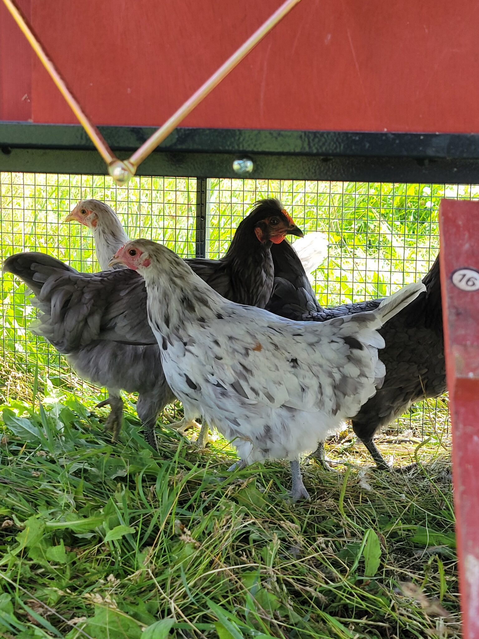 Isbar Chicks - Medieval Manor Gardens